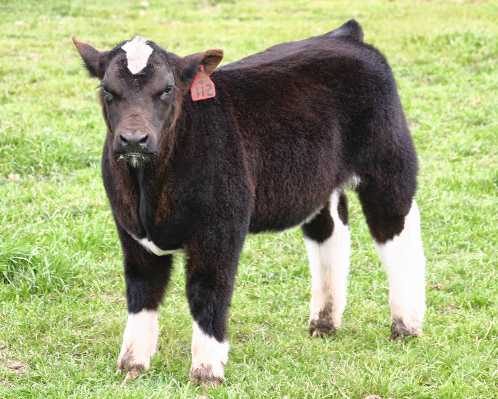 Z-N-T Cattle Co.: High % Chi Bull Prospect