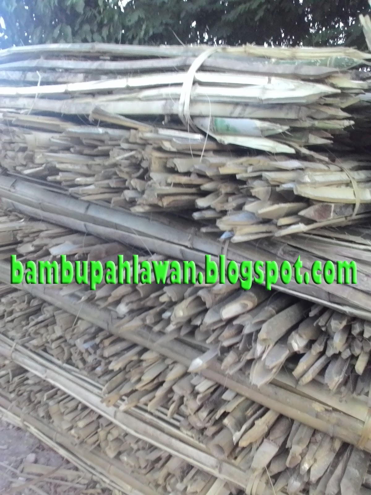 BAMBU PAHLAWAN: LANJARAN TANAMAN