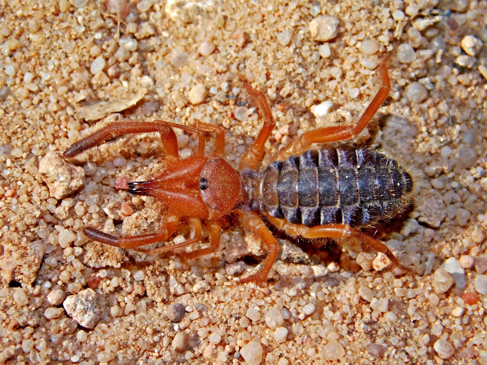 Sargantanes i Dragons: Solifugae - Solífugs