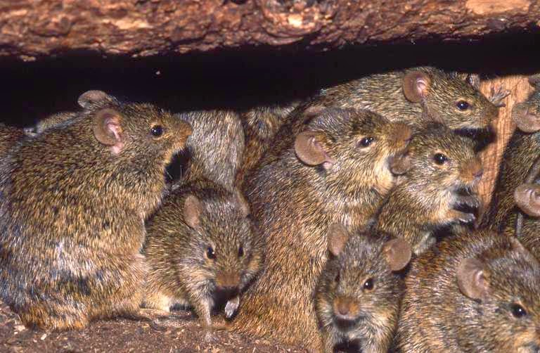 Info animales: ENTRE LA HIERBA Y LAS MIESES, RATONES PEQUEÑOS Y GRANDES