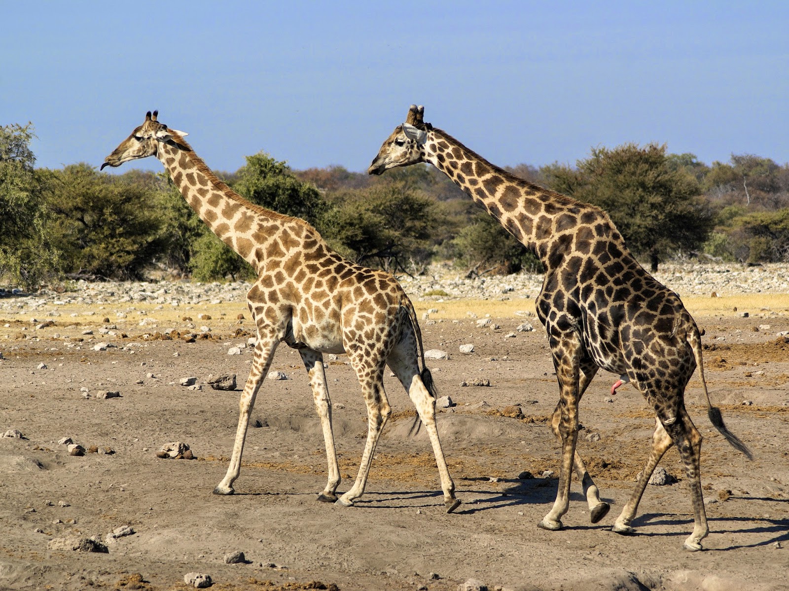 The giraffe - cuteanimalsworld