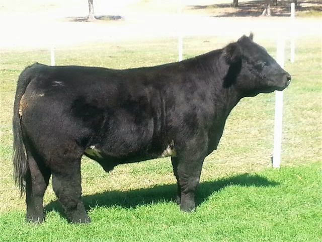 Austin Cattle Company: 2014