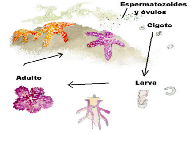 CONTINUIDAD DE LA VIDA: Preformismo