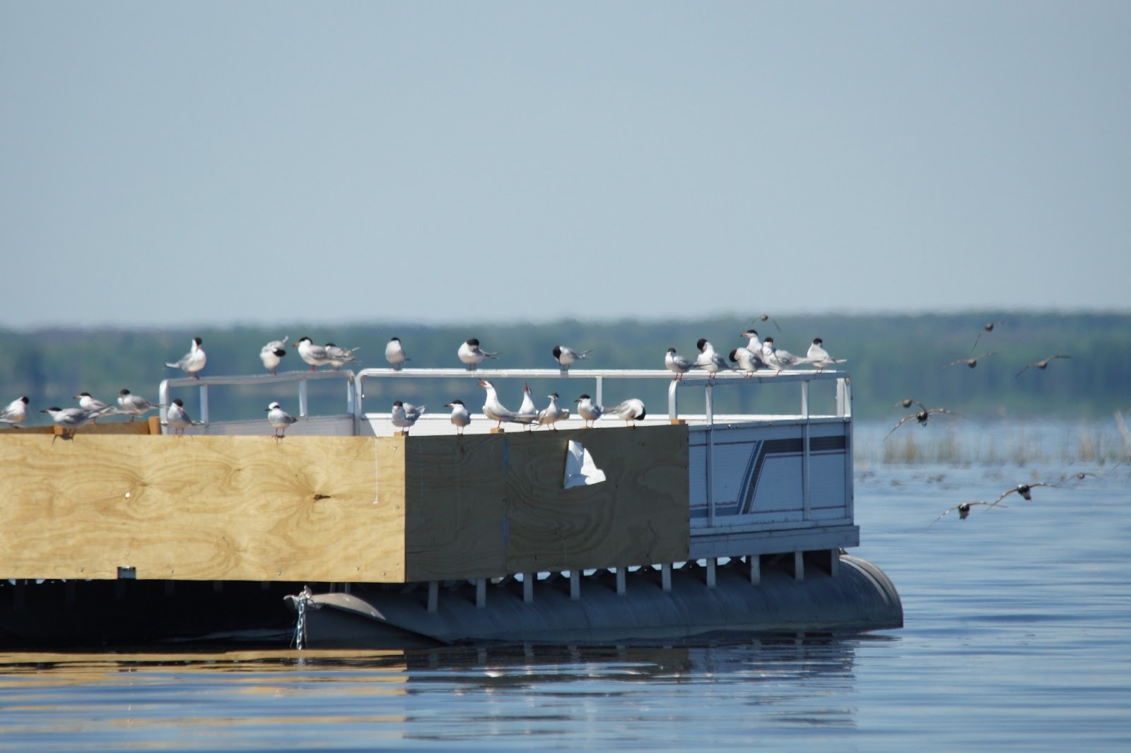 Lake Puckaway: Common Tern Nesting Raft: May 24, 2013 update.