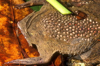 CUIDADO PARENTAL: ANFIBIOS