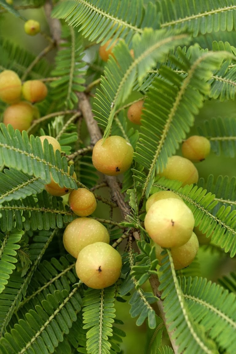 Buah Malaka - Homecare24