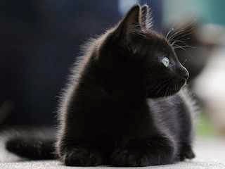 7 Fakta Menarik Tentang Kucing Hitam | TVSoax