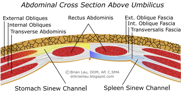 Anatomy of the Sinew Channels: The Diaphragm and the Spleen Sinew Channel