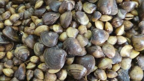 Bicara Mentari: ETOK SALAI POPULAR DI KELANTAN