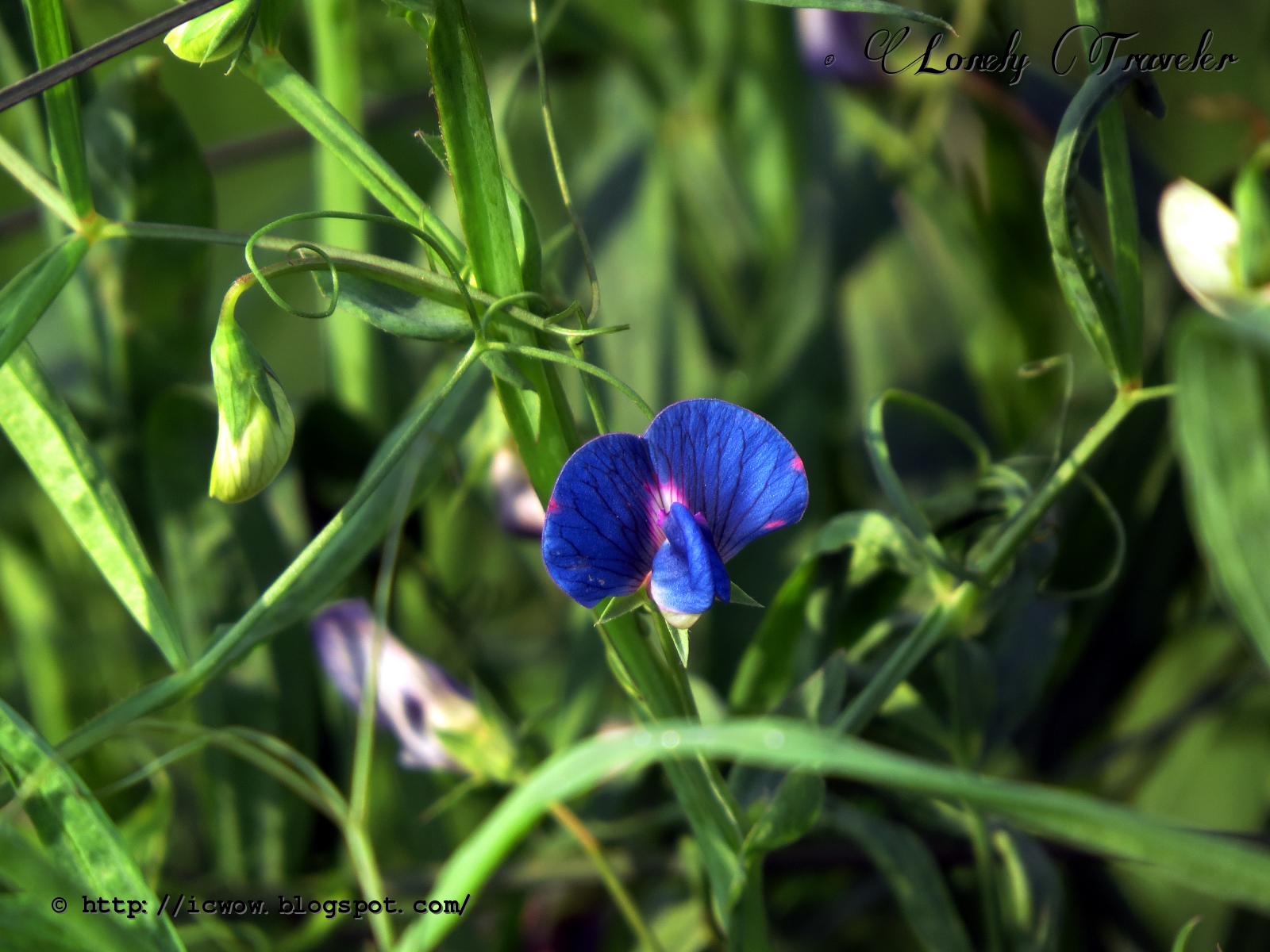 Grass pea (খেসারী কলাই) - Lathyrus sativus