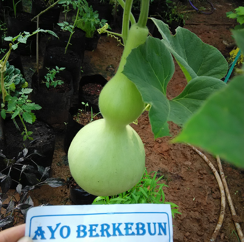 Pohon labu botol / bottle gourd - Ayo-Berkebun