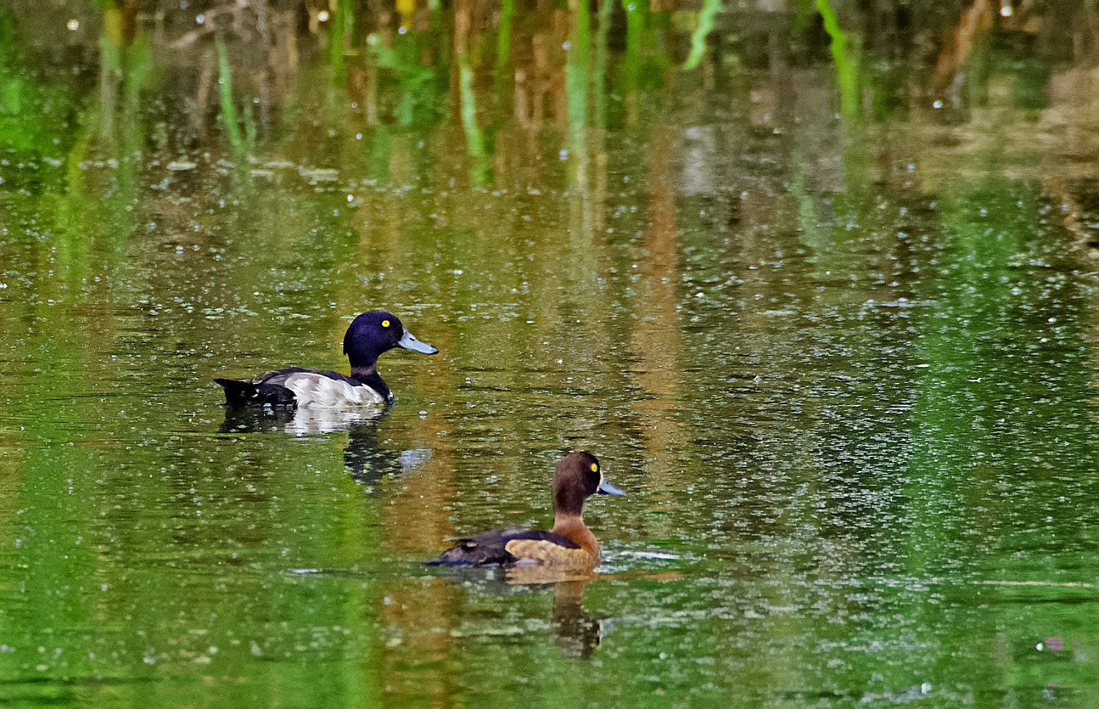 De Vogelaars: HVB Excursie Sophiapolder, Valckestijnse Bos en de ...