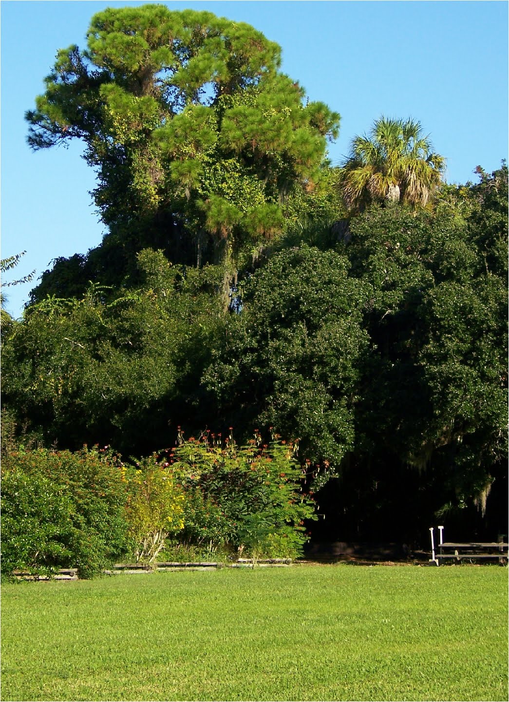 Paint Dance: "Tall Trees, Spanish Point plein air study" 12x16, oil on ...