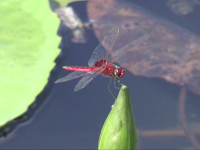 Birding and Dragonfly Videos