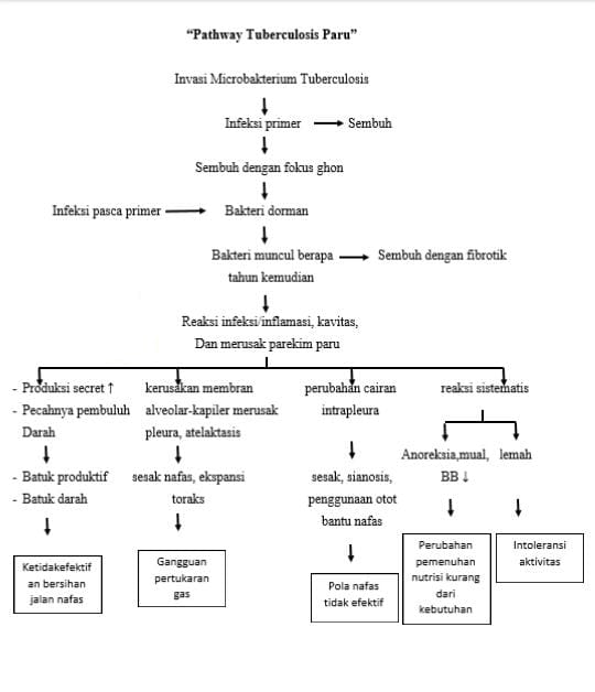 Pathway Tb Paru