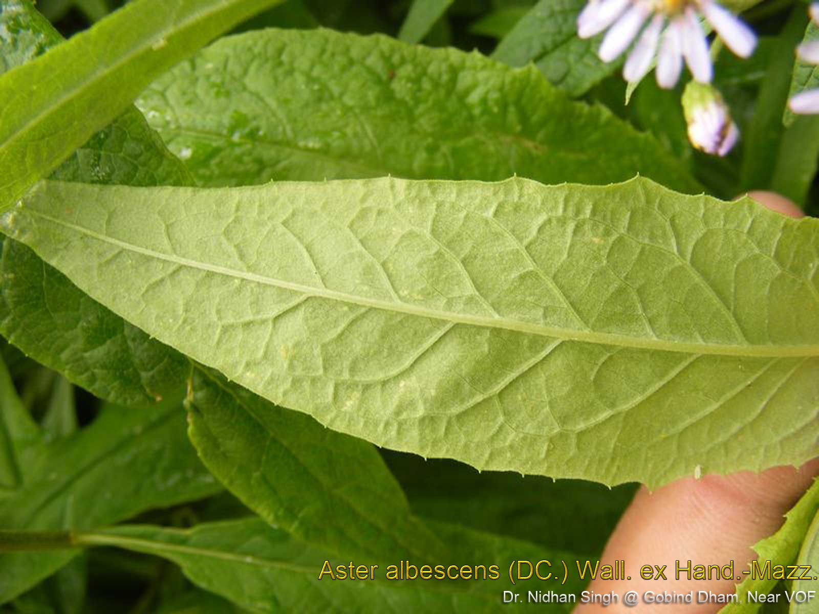 Medicinal Plants: Aster albescens