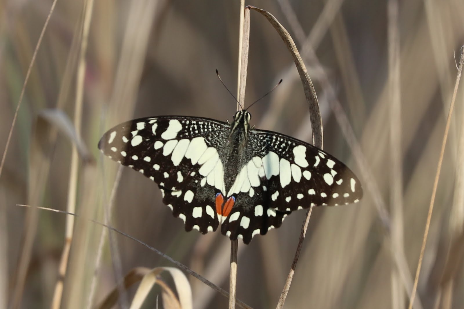 National Park Odyssey: Mount Scoria Conservation Park, Thangool, QLD.