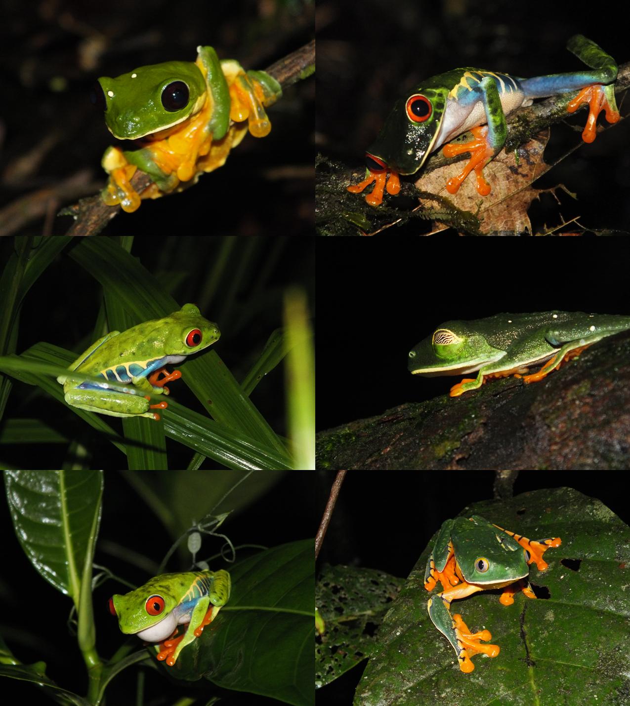 Julia Garner : Costa Rican frogs....