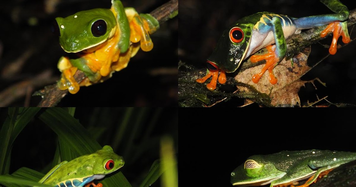 Julia Garner : Costa Rican frogs....