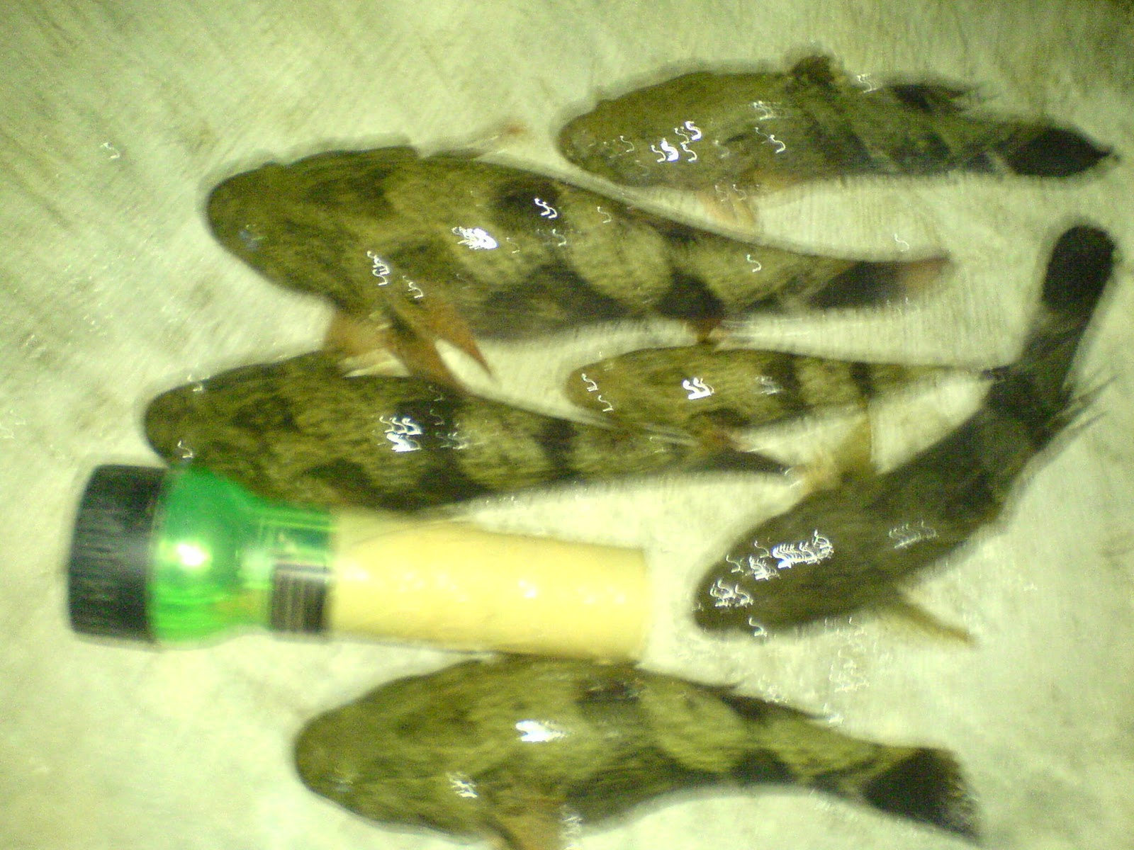 Gedebus Mrupus: Teknik Mancing Gabus Bego