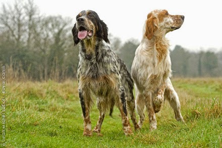 El Setter Inglés | Blog Perro