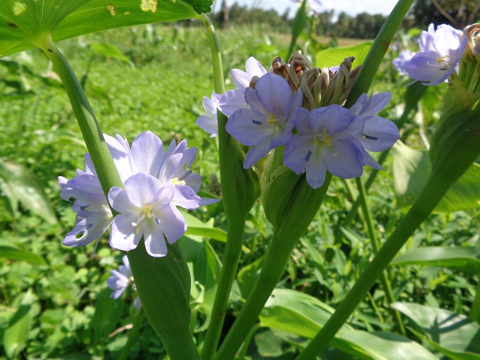 දියහබරල [Diyahabarala] (Monochoria hastata) ~ අපේ ඔසුපැළ Medicinal ...