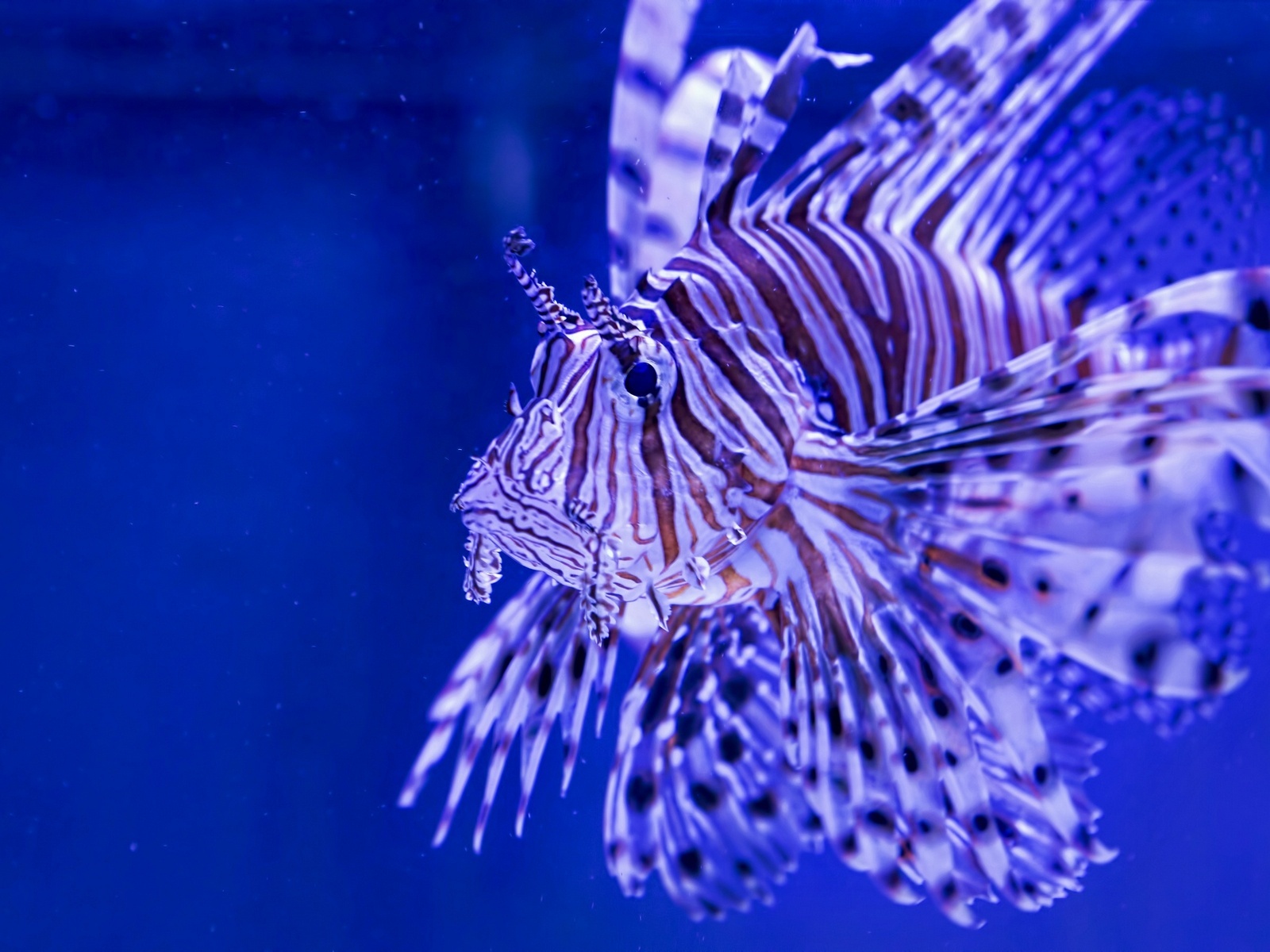 Fotografías de distintas clases de peces raros