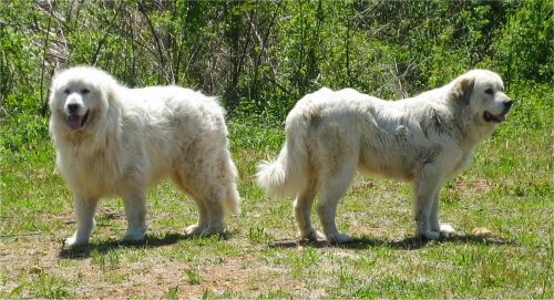 Pashudhan and Animal Science : Great Pyrenees – Intelligent Guardian Dog.