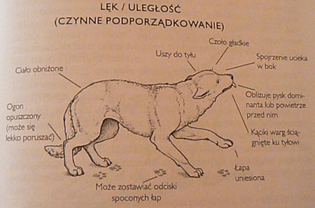 Oczy, pysk, uszy - czyli co chce nam powiedzieć pies?
