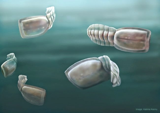 The Dragon's Tales: Nesonektris aldridgei Shows Cambrian Vetulicolians ...