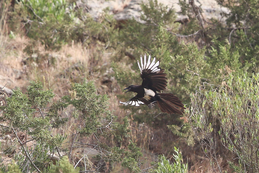Birds of Saudi Arabia: Arabian Endemics