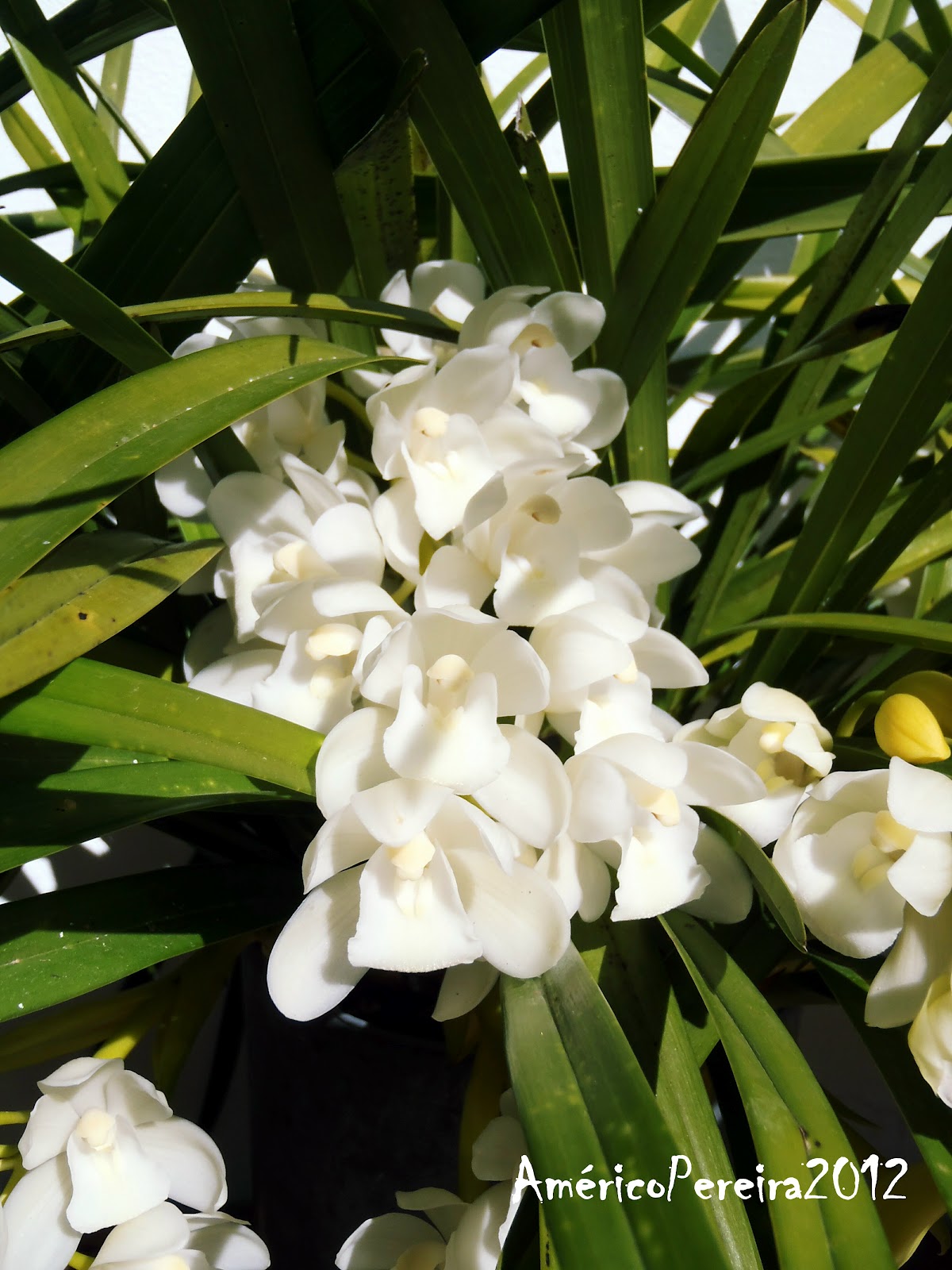 Orquídeas soltas: Cymbidium Sarah Jean 'Ice Cascade'