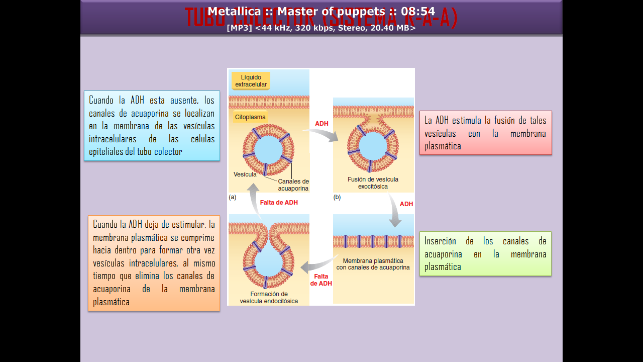EL FABULOSO MUNDO DE LA FISIOLOGIA: TÚBULO COLECTOR (SISTEMA RAA)