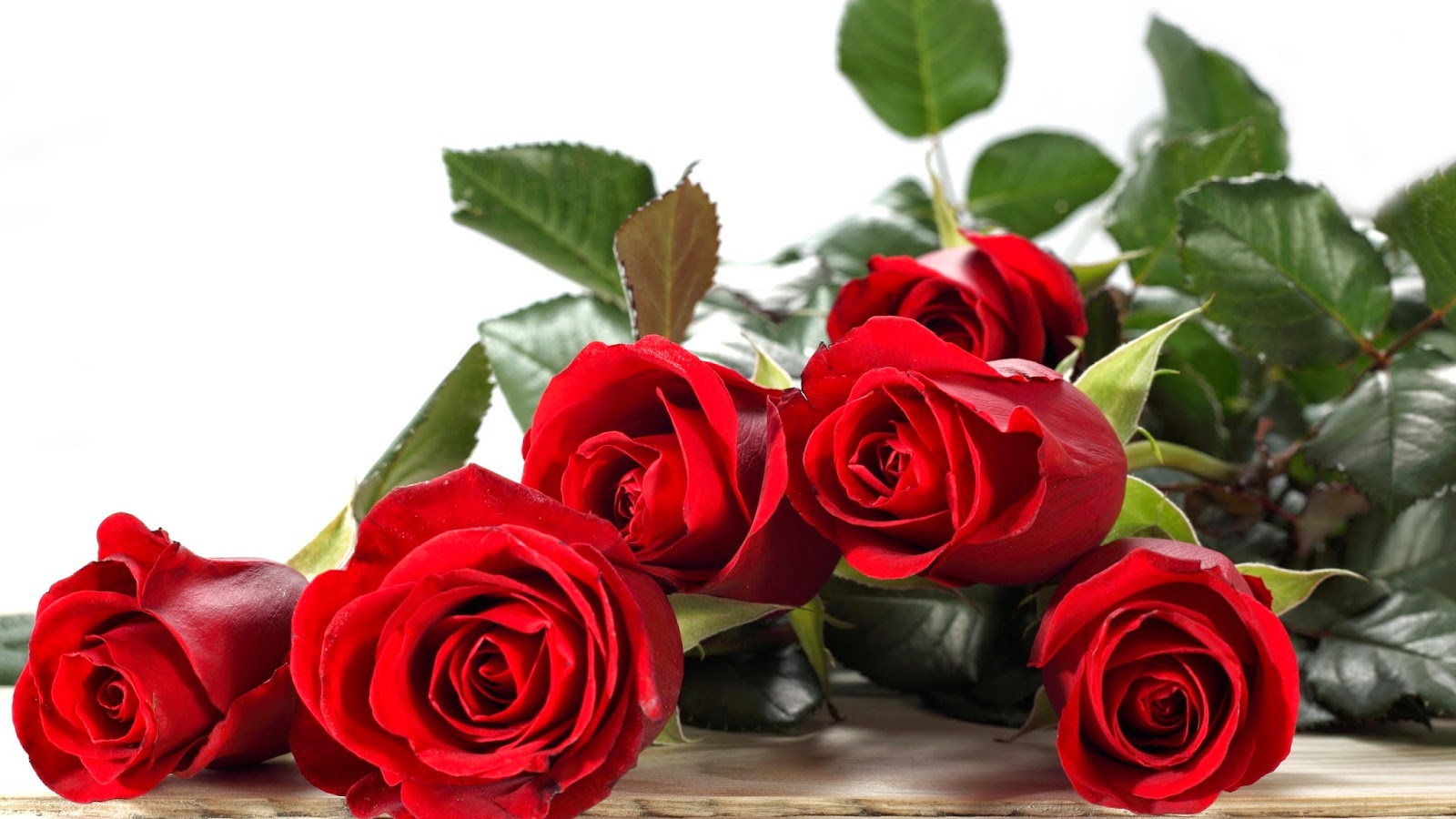 Rose HD Wallpaper - Wallpapers HD