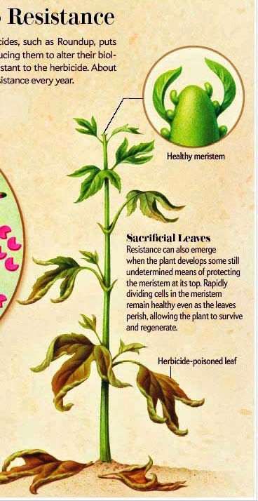 Living with Nature - School on Blog by Dr. Abercio V. Rotor: SUPERWEEDS ...