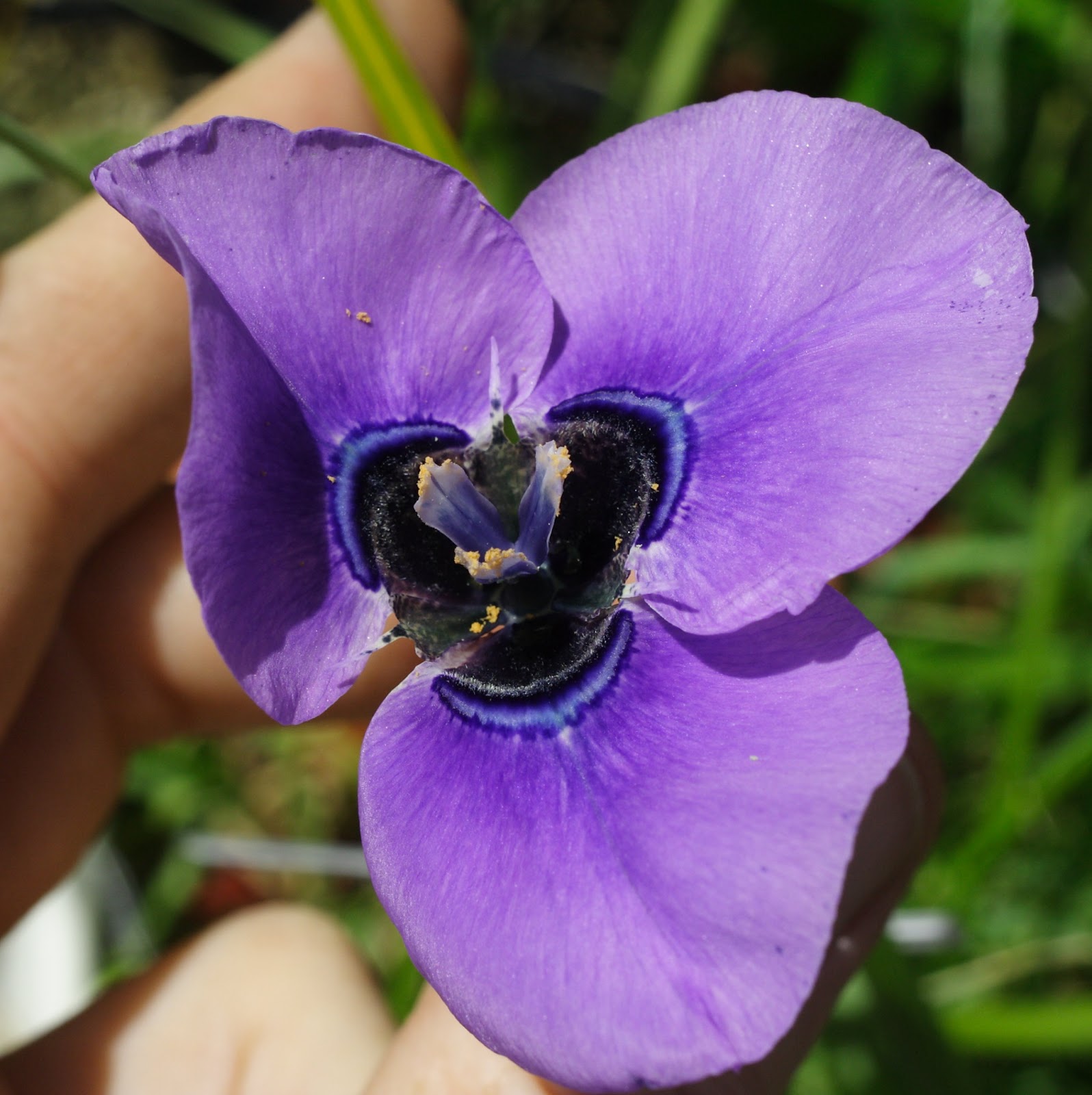 Growing Cool Plants: Moraea MM 13-177