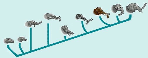darwin:el padre de la evolución: Teoria darwiniana de la evolucion