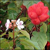 PERU NUTRACEUTICO: El Achiote