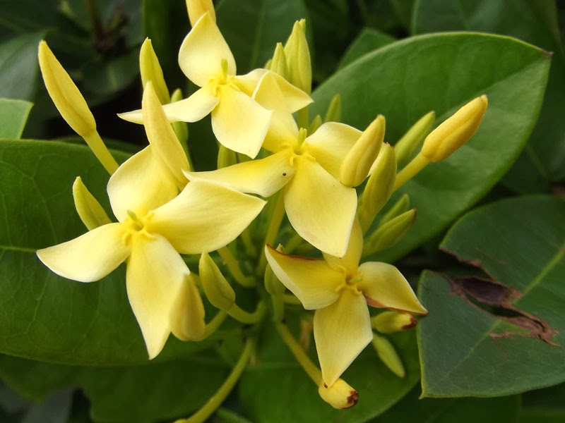 Siantan with yellow color