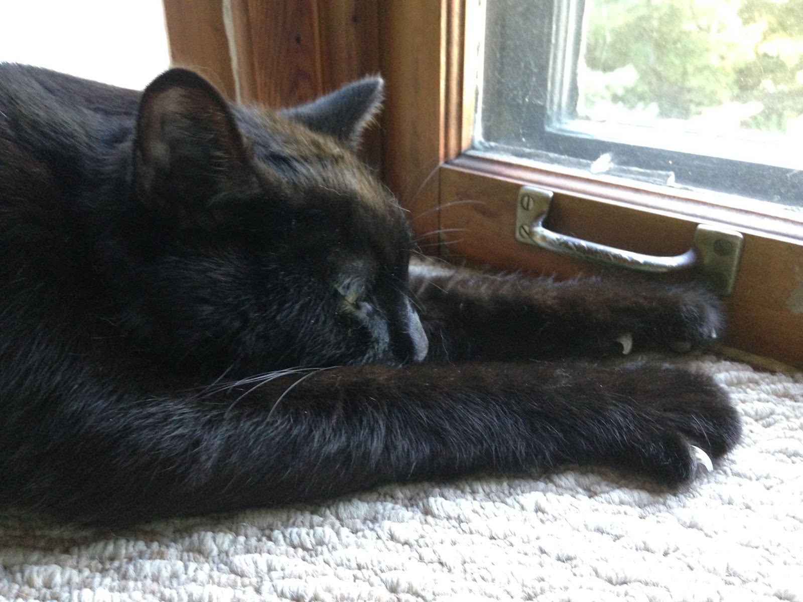 Eastside Cats: Halp! My Cat Has Melted...!