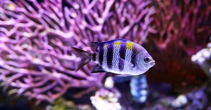 The Beneficial Effects of Watching Fish