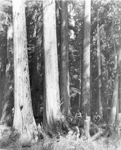 Wit's End: Where Have All the Forests Gone? Long Time Passing...Where ...