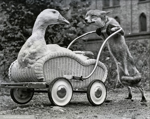 20 Strange and Adorable Vintage Photos of Animals From The Past ...