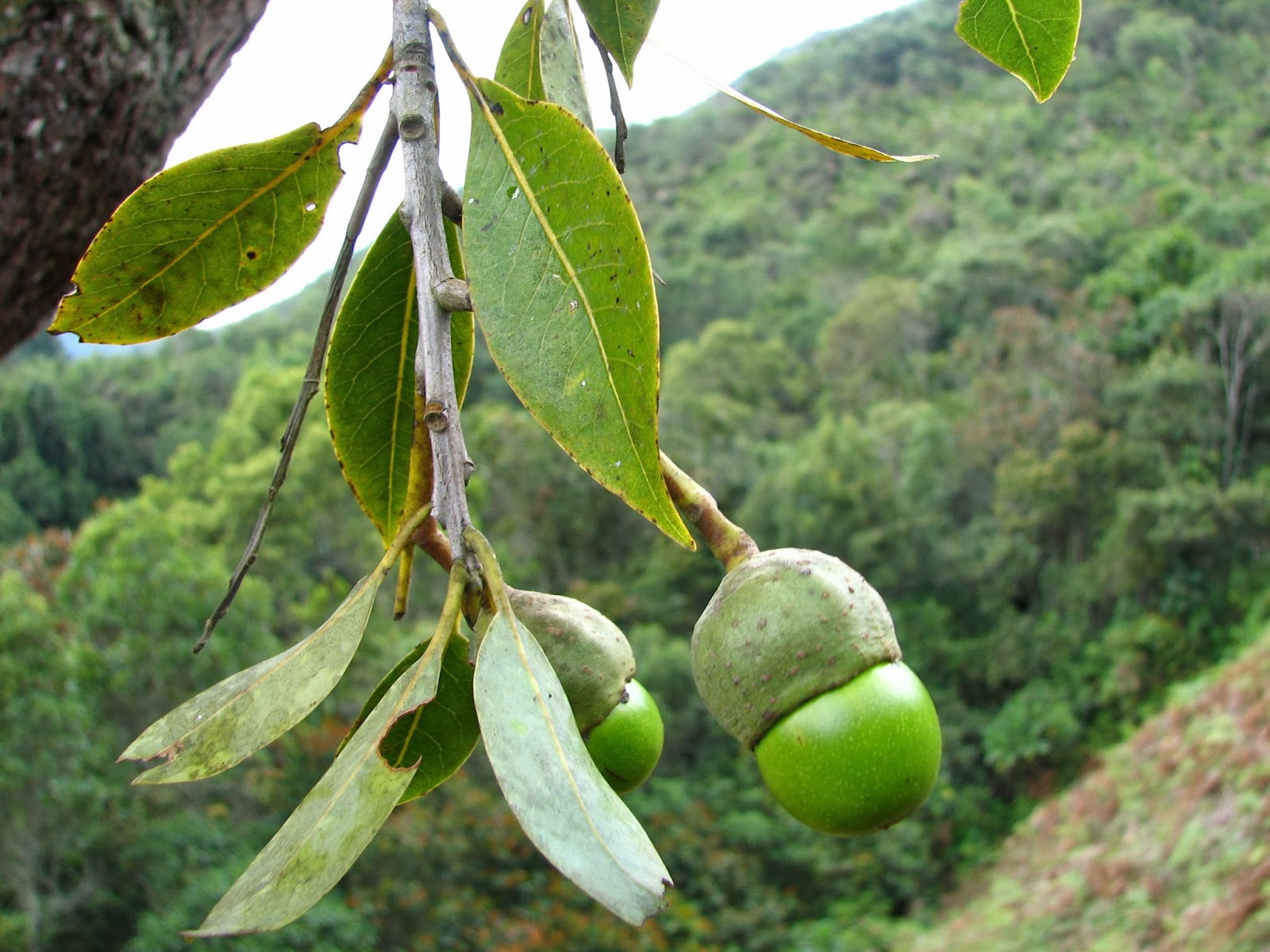 Historia detrás de los árboles: El COMINO CRESPO