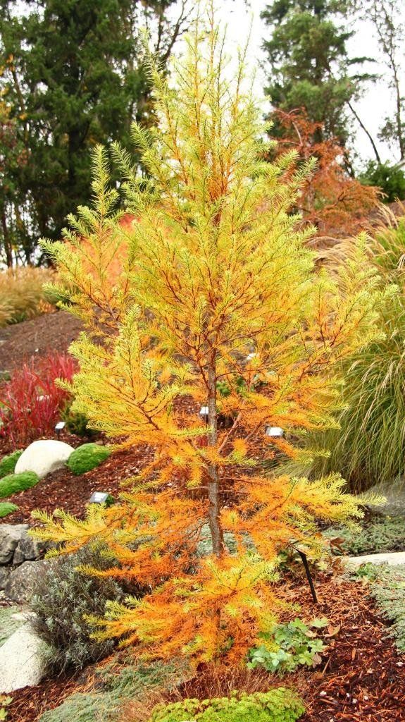 Columnar Tree Dreaming: Japanese Larch 'Paper Lanterns'