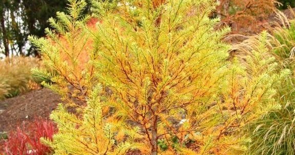 Columnar Tree Dreaming: Japanese Larch 'Paper Lanterns'