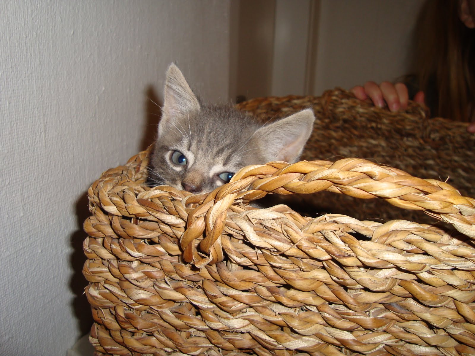 Kattekillinger til salg