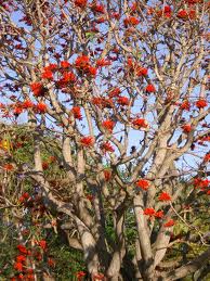 Herbs-Treat and Taste: INDIAN CORAL TREE: HISTORY, USES AND HEALTH ...