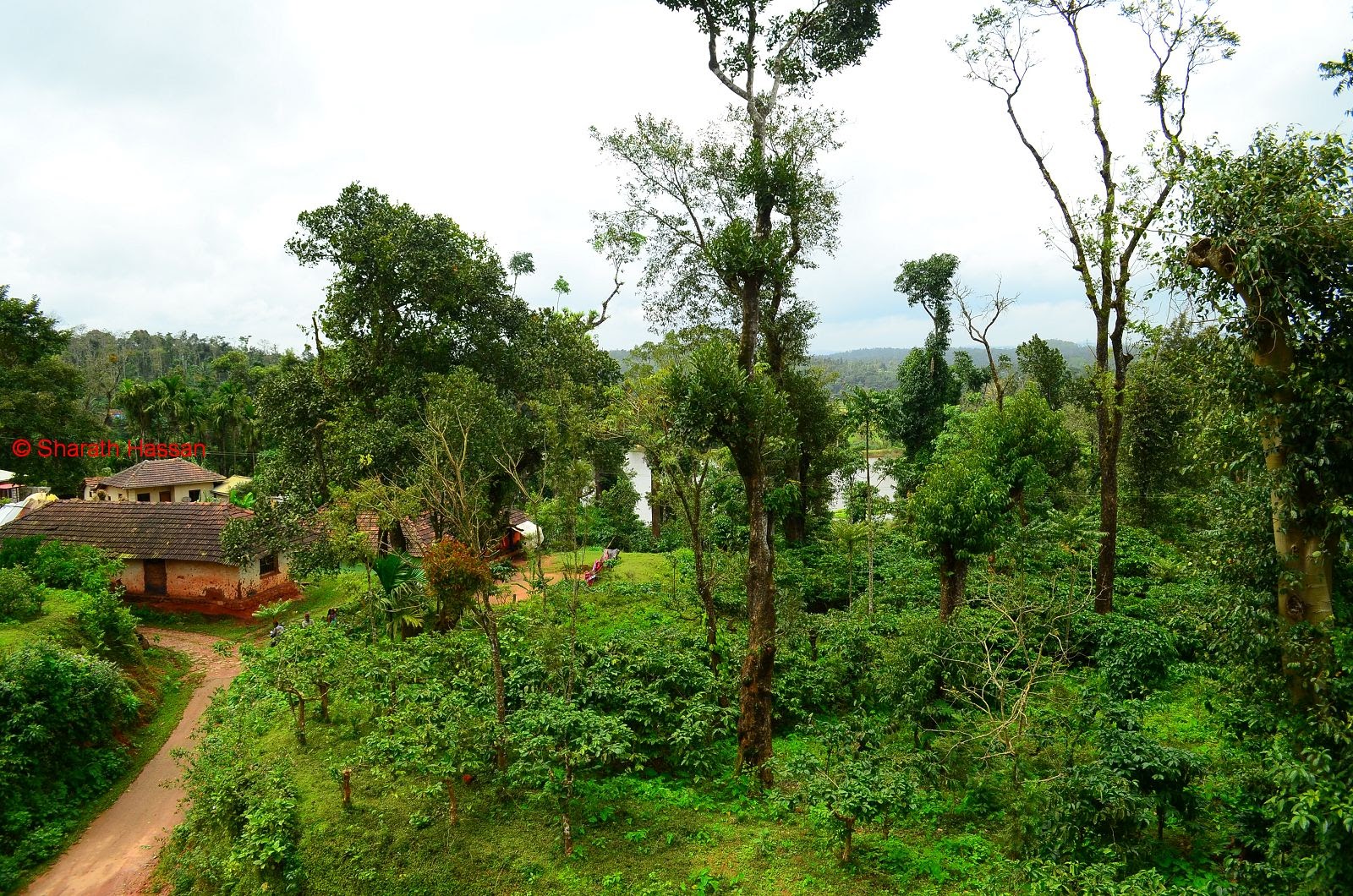 Sharath Hassan A Travelling Photographer: Angadi Nature