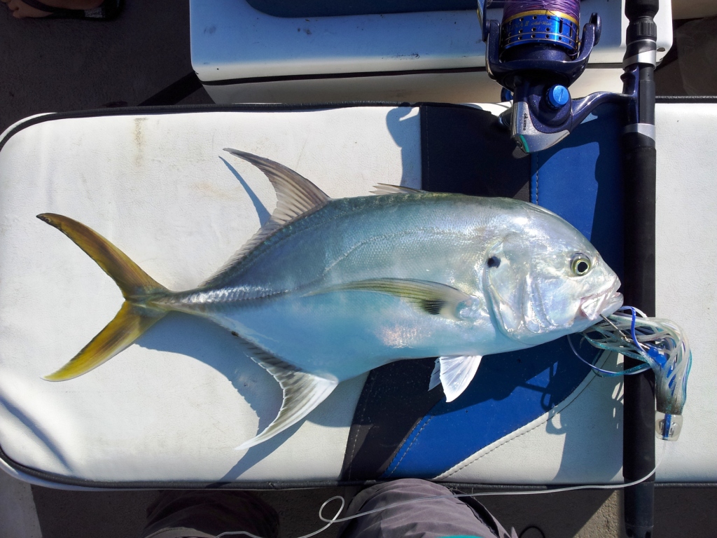 Namibia Sport Fishing : Sport Fishing Angola